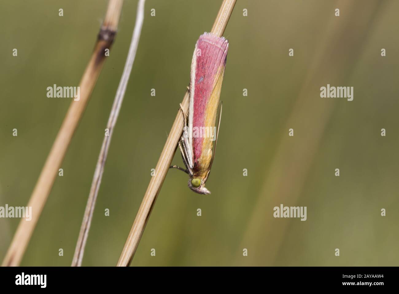 Pyralid moth hi-res stock photography and images - Alamy