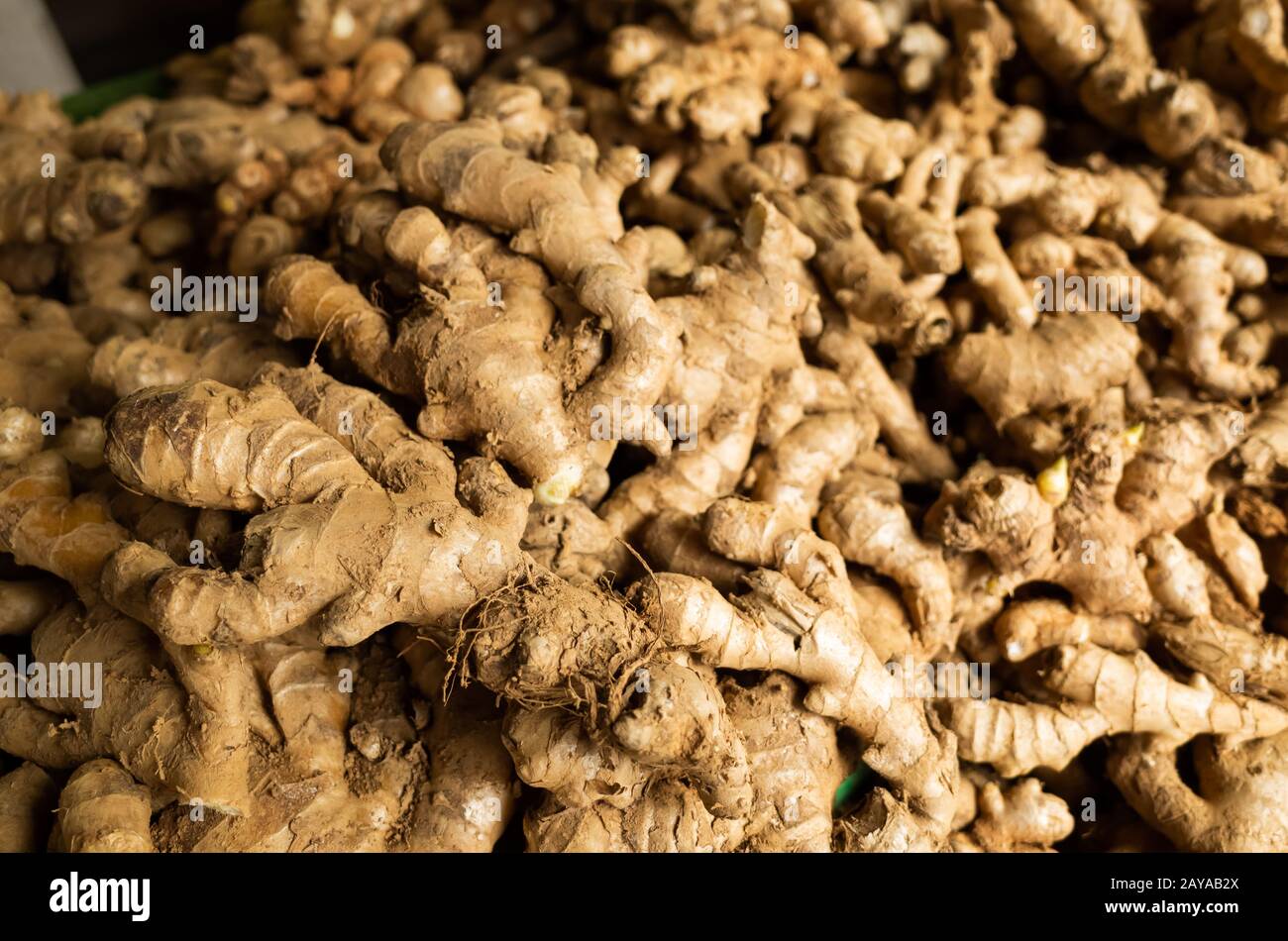 Ginger taiwan hi-res stock photography and images - Alamy