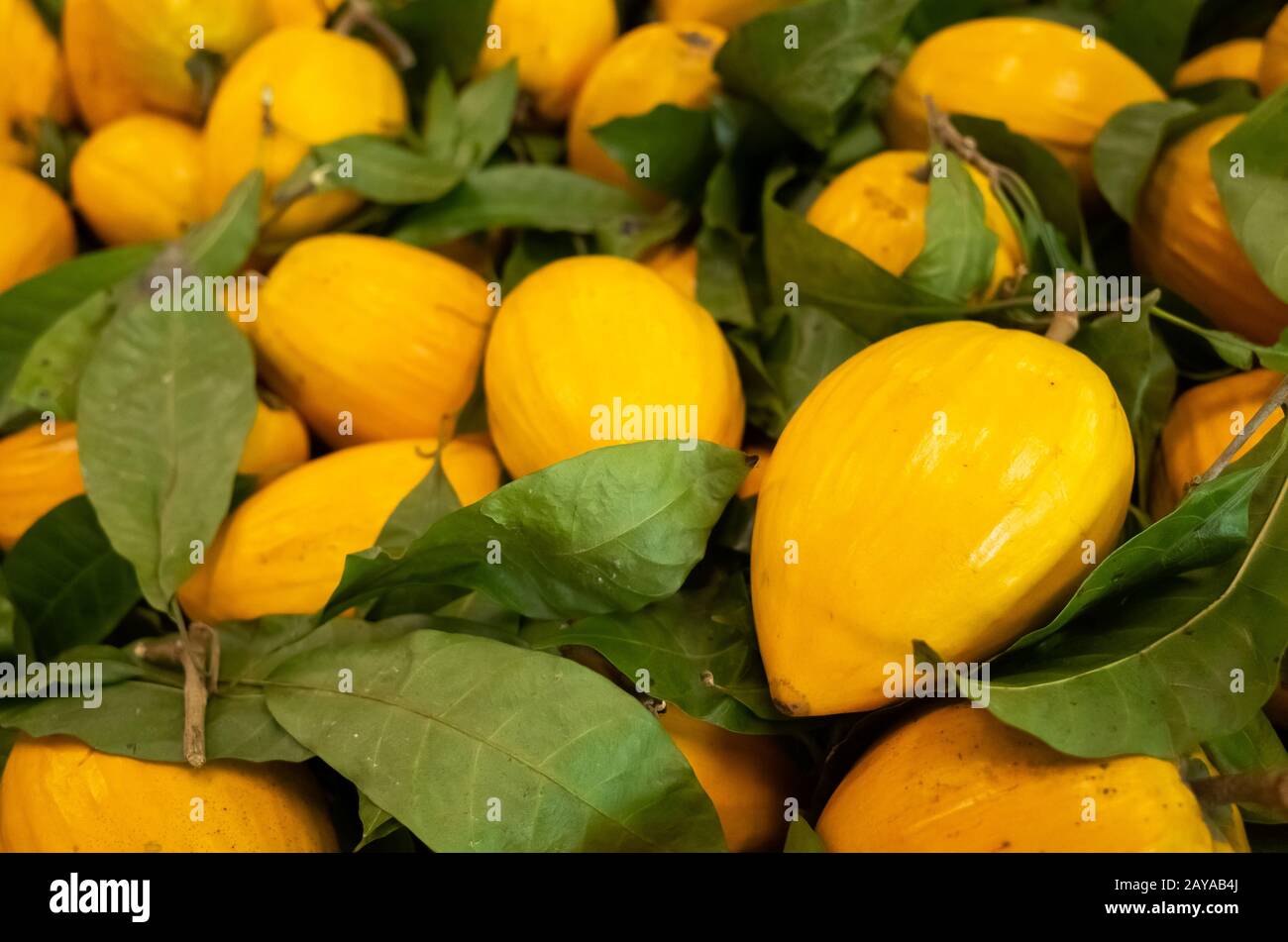 yellow tropical fruit of canistel Stock Photo - Alamy