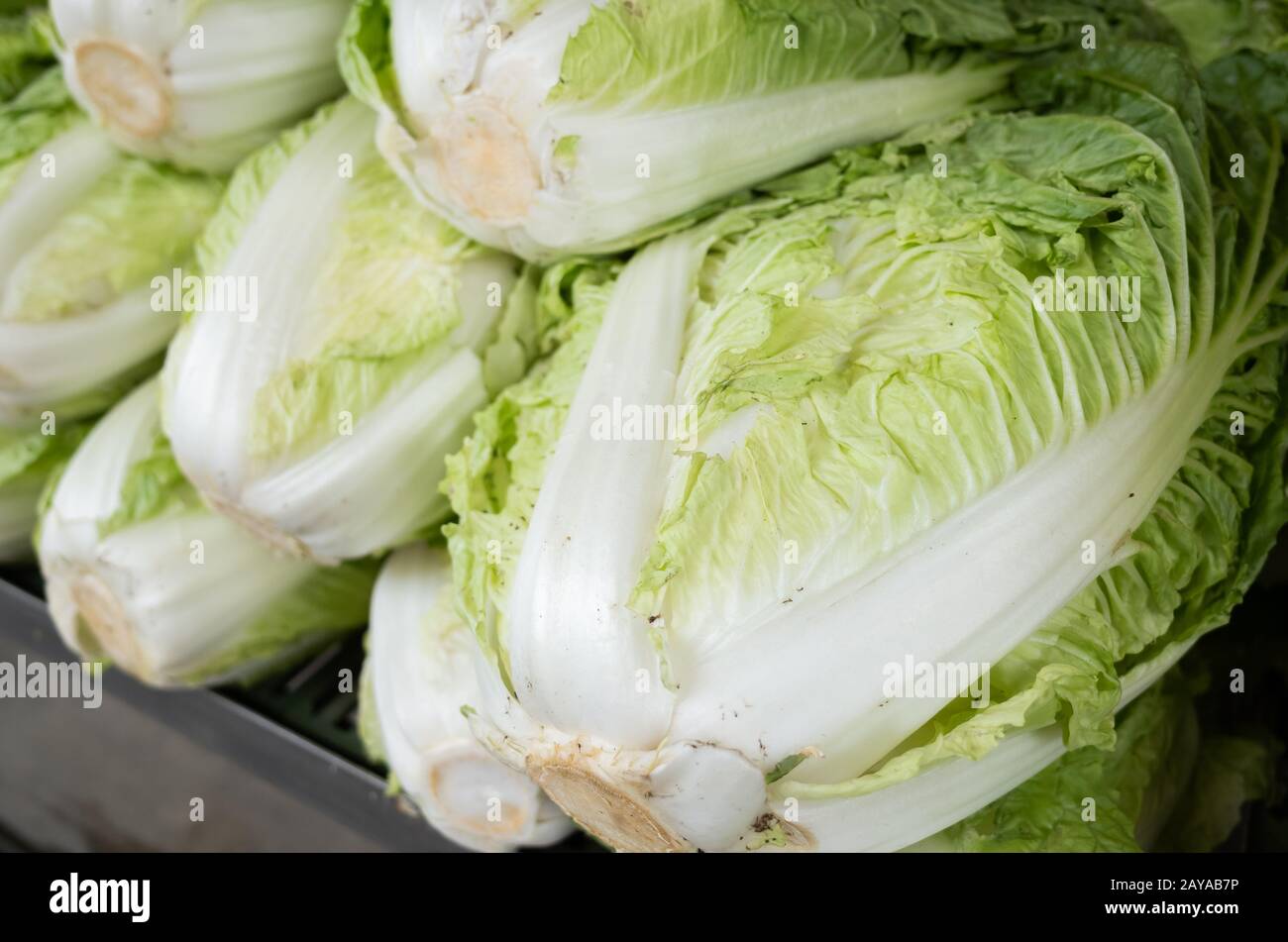 chinese cabbage at traditional marketplace Stock Photo - Alamy
