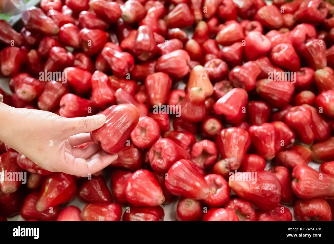fresh wax apple fruit Stock Photo - Alamy