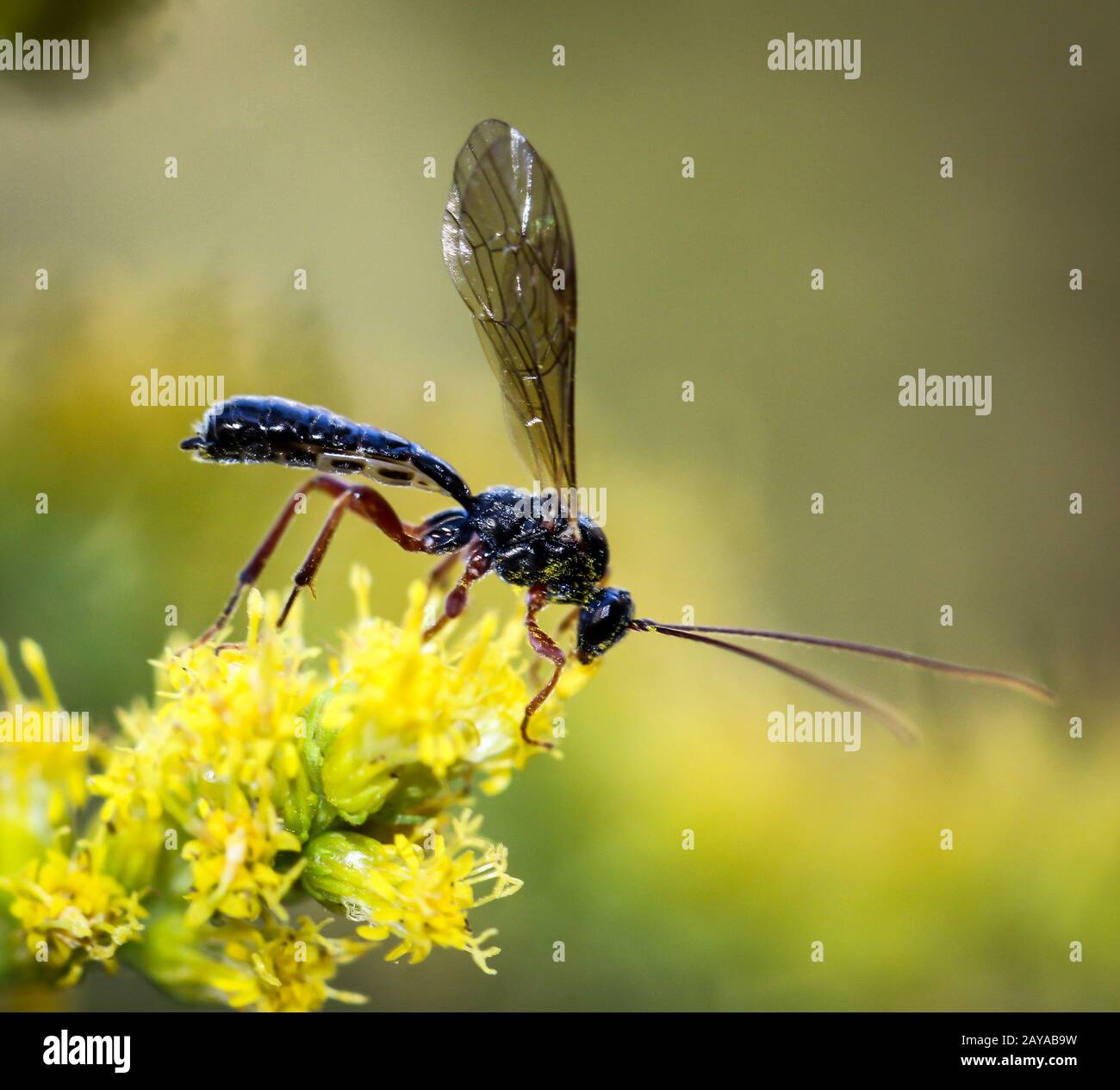 Plant hibernation hi-res stock photography and images - Alamy
