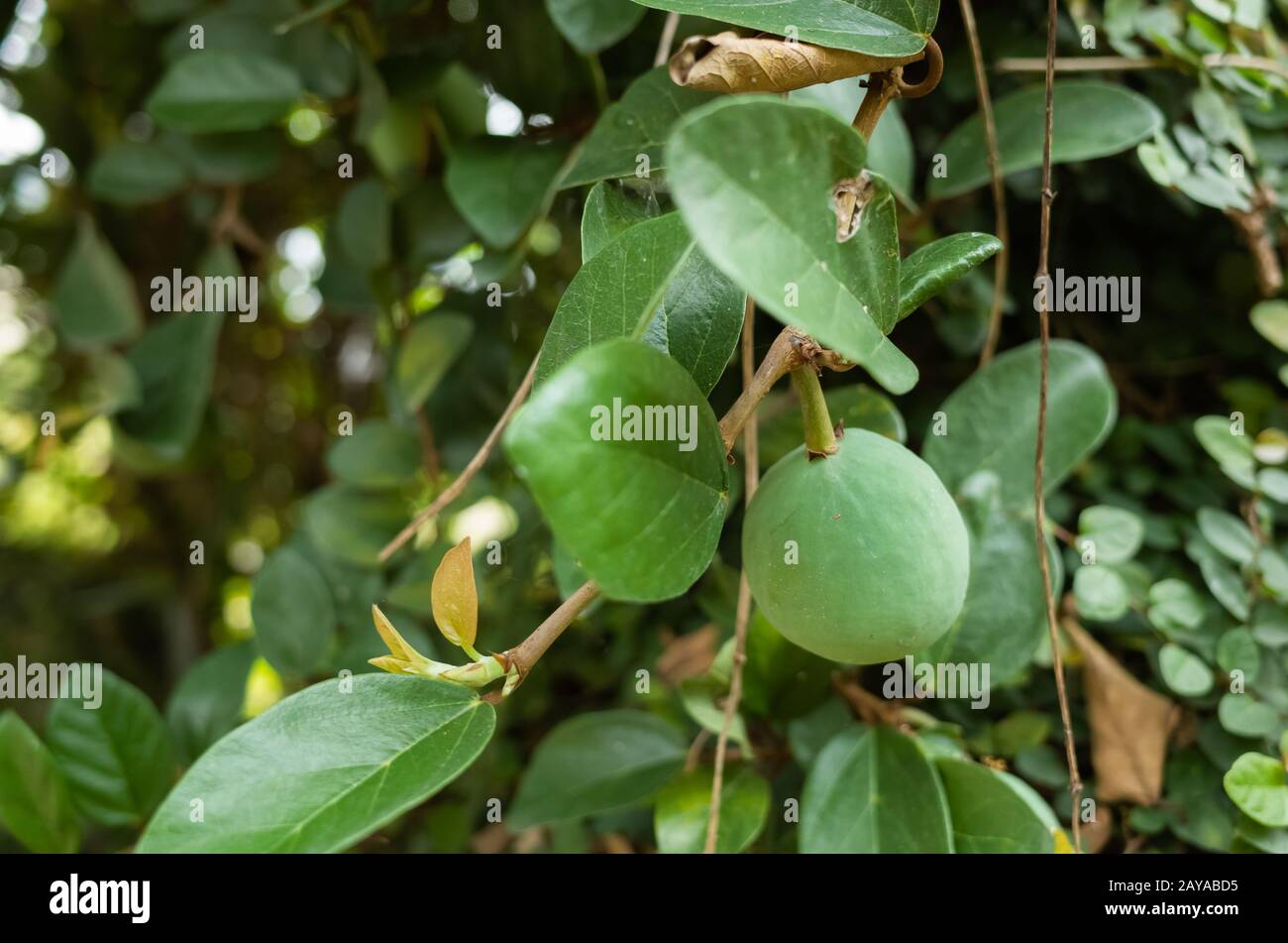 aiyu jelly tree with leaves and fruit Stock Photo - Alamy