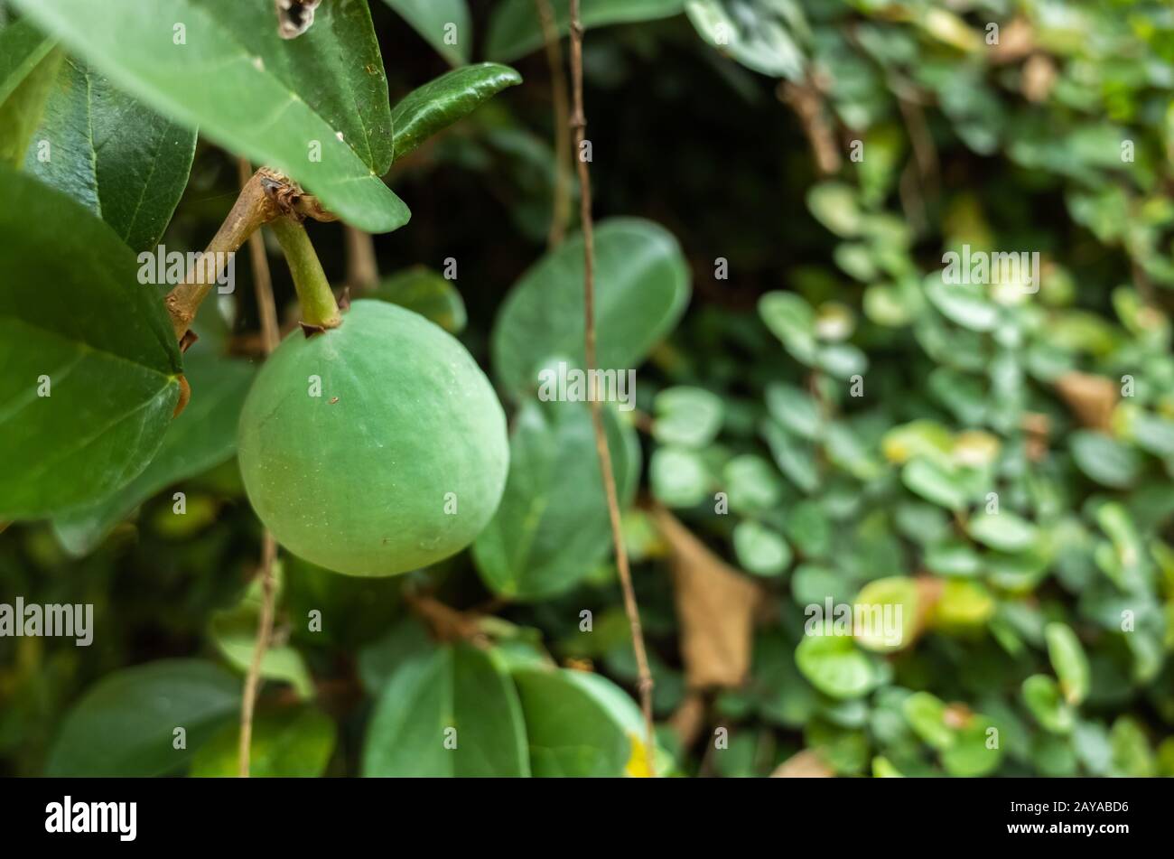 Taiwan fruit jelly hi-res stock photography and images - Alamy