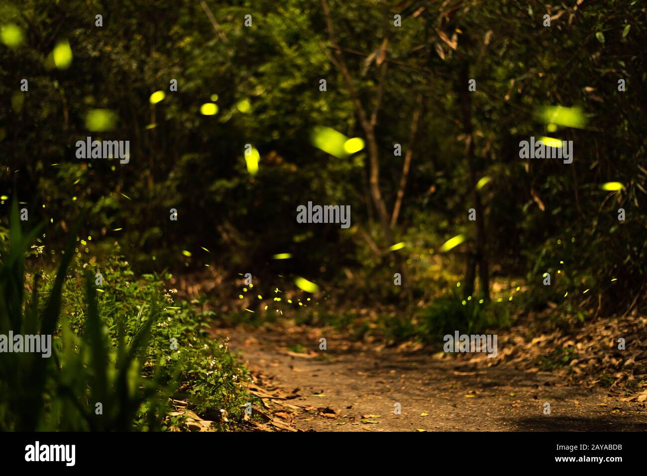 firefly flying in the forest Stock Photo - Alamy