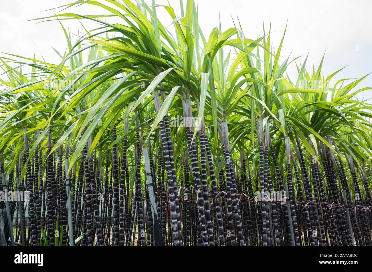farm of sugar cane tree Stock Photo - Alamy