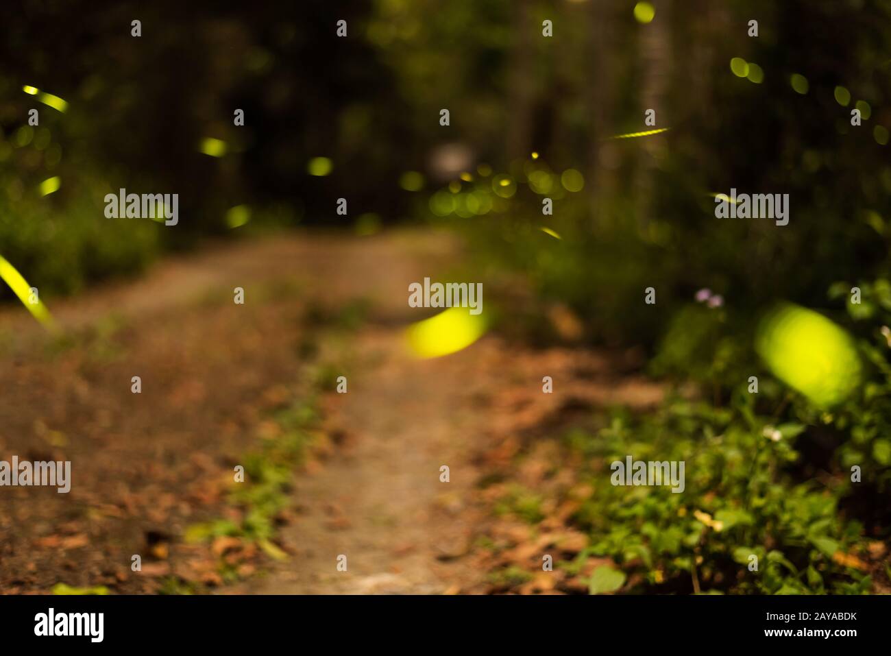 Firefly Light High Resolution Stock Photography and Images - Alamy