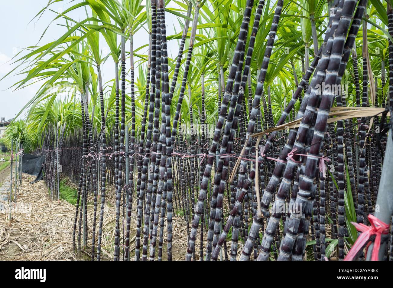 farm of sugar cane tree Stock Photo - Alamy