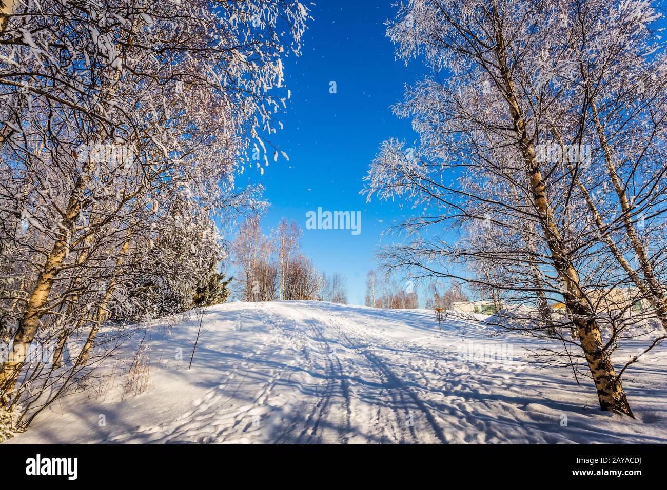 Grove of trees and snow hi-res stock photography and images - Alamy