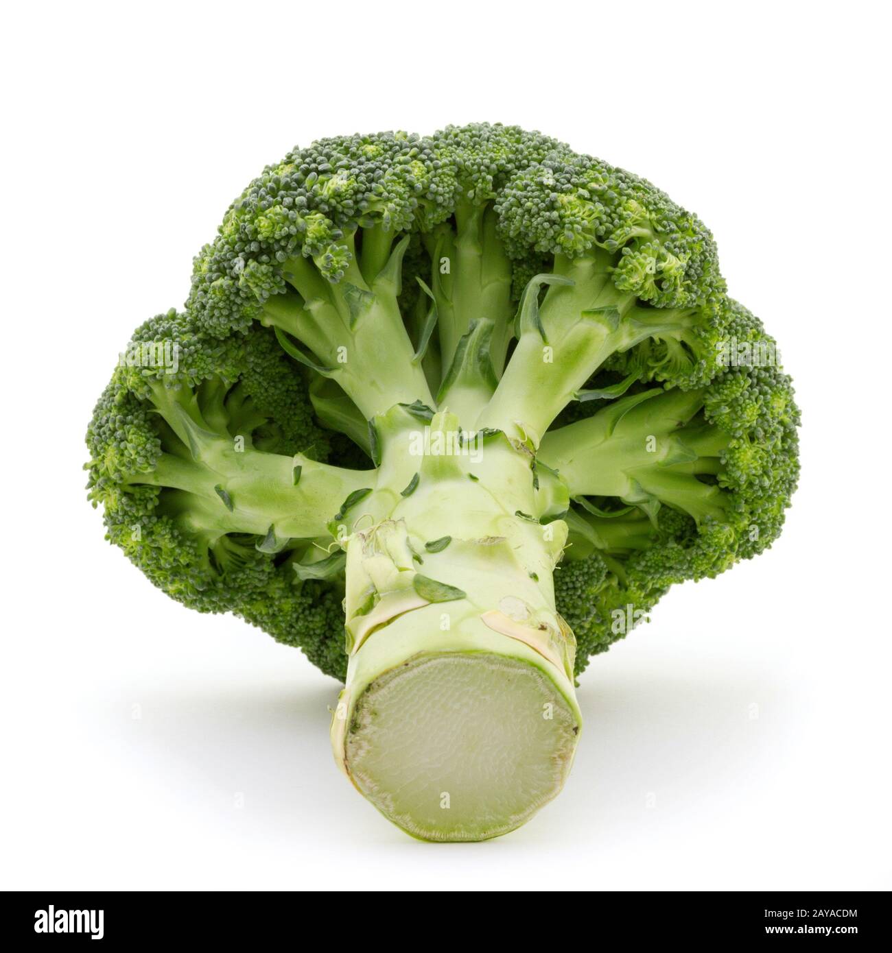 A whole broccoli plant isolated on white background. Green and vegan ...