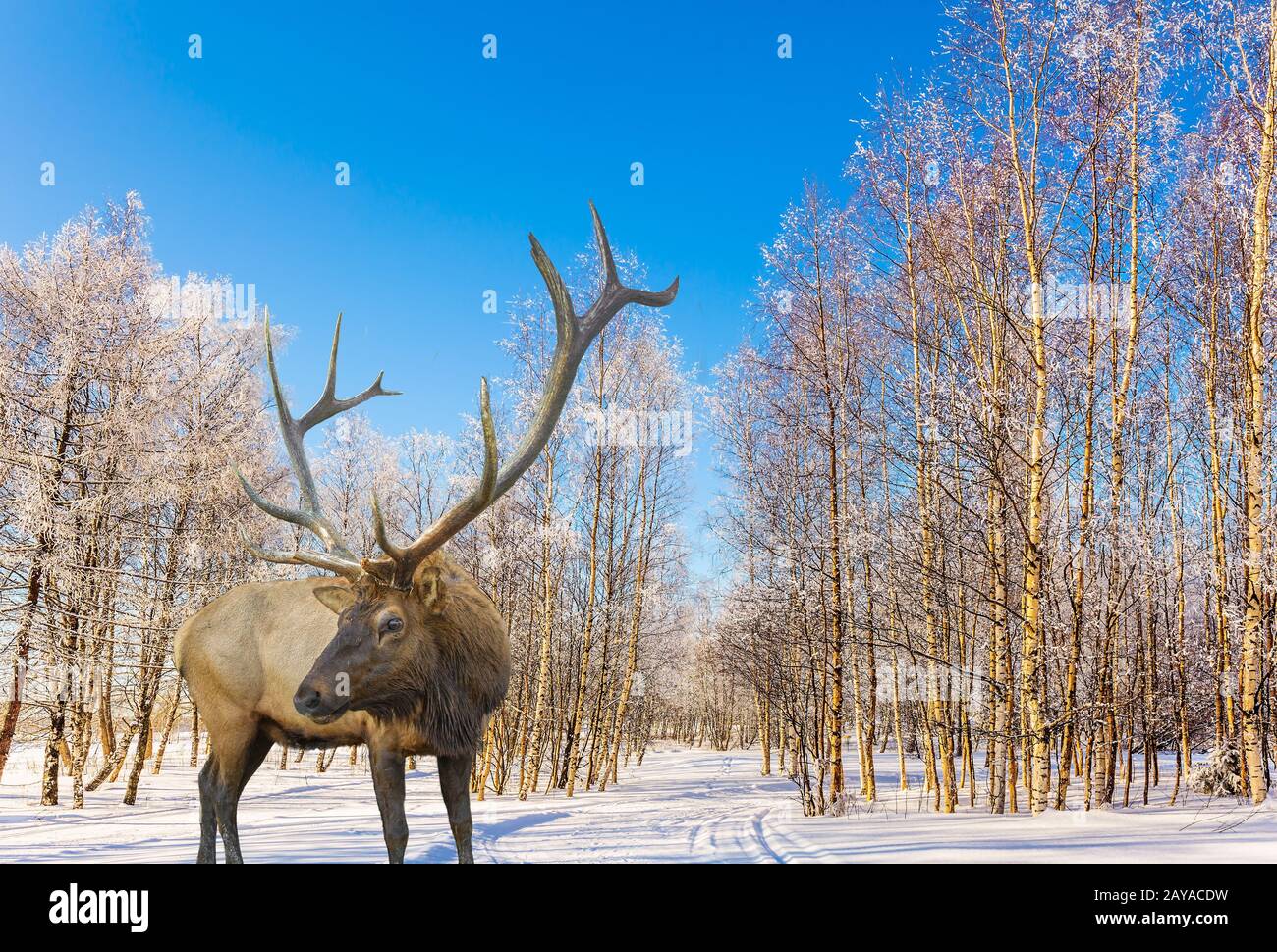 The arctic forest covered hi-res stock photography and images - Alamy