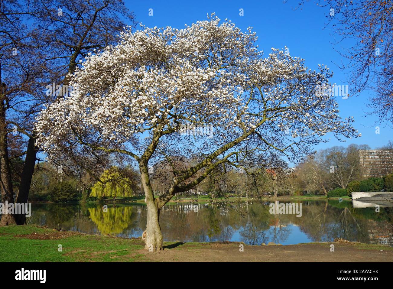 Weisse magno hi-res stock photography and images - Alamy