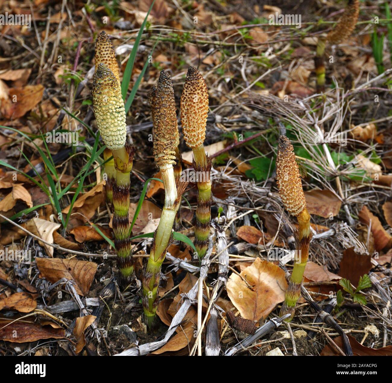 Horsetail detail hi-res stock photography and images - Alamy