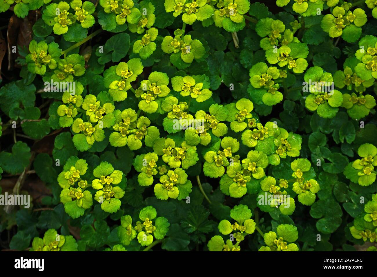 alternate-leaved golden saxifrage Stock Photo - Alamy