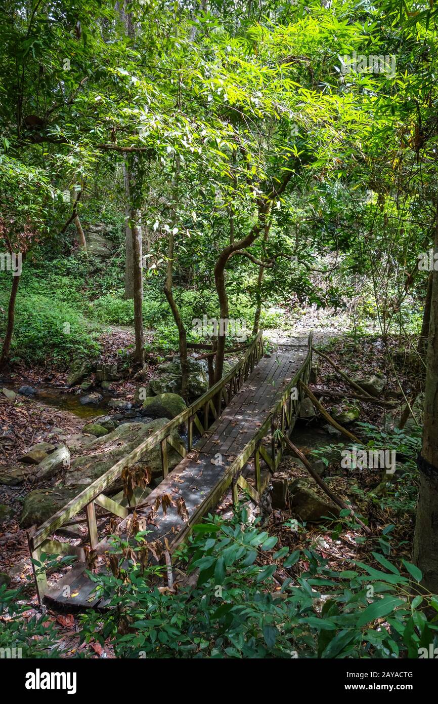 Old wooden bridge in jungle, Chiang Mai, Thailand Stock Photo - Alamy