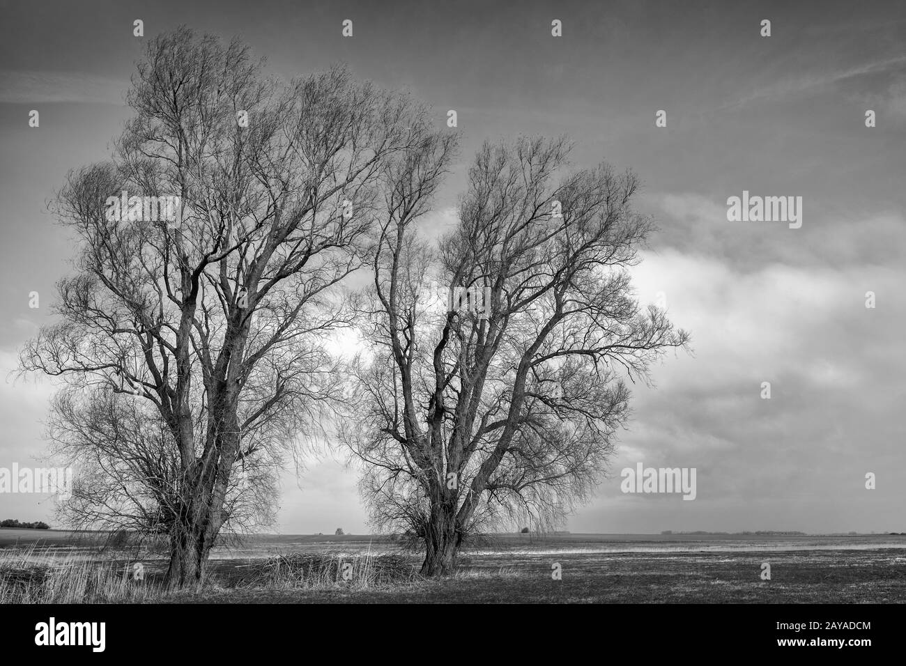 Trees on Lebbin Stock Photo - Alamy