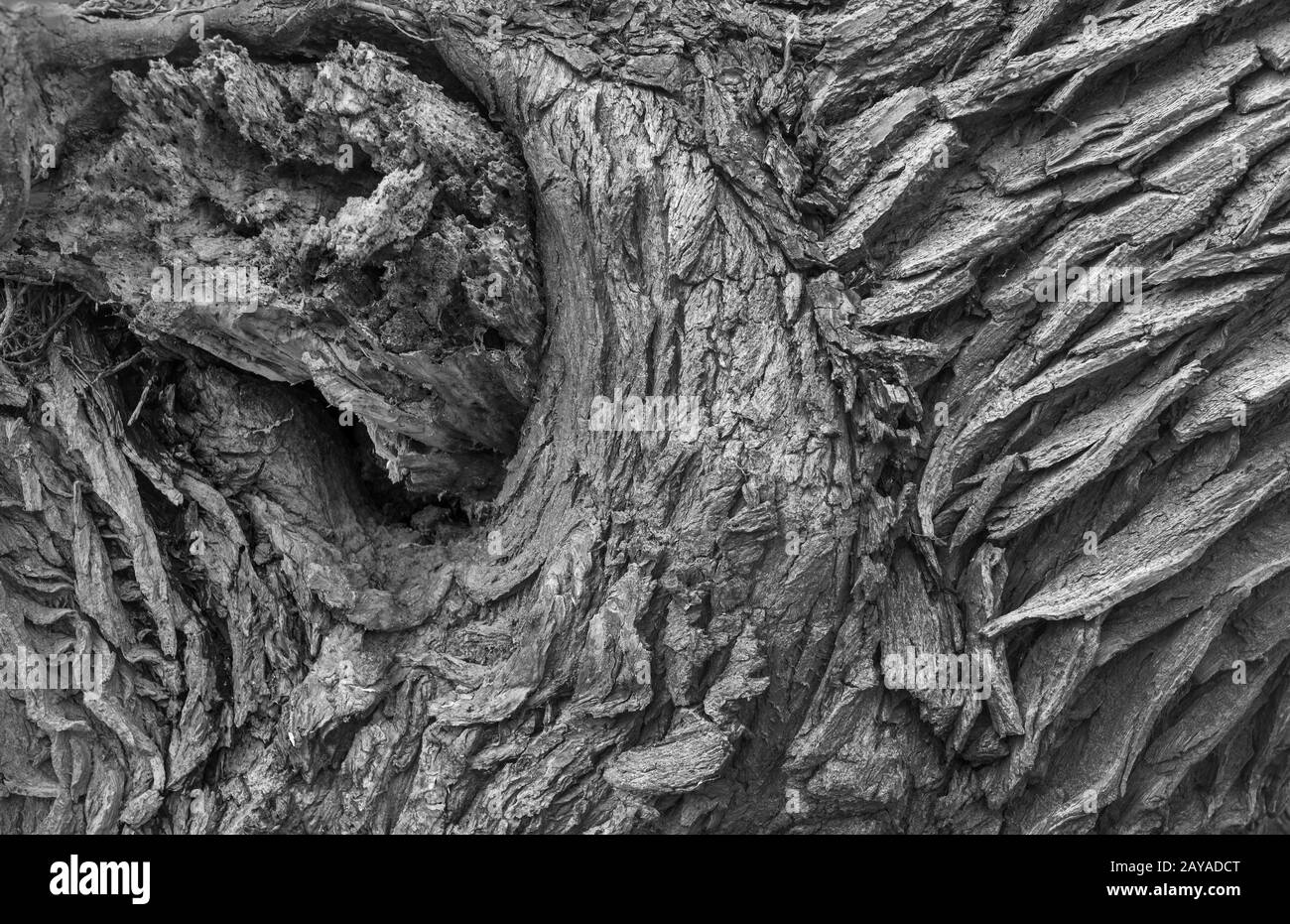 Study tree trunk hi-res stock photography and images - Alamy