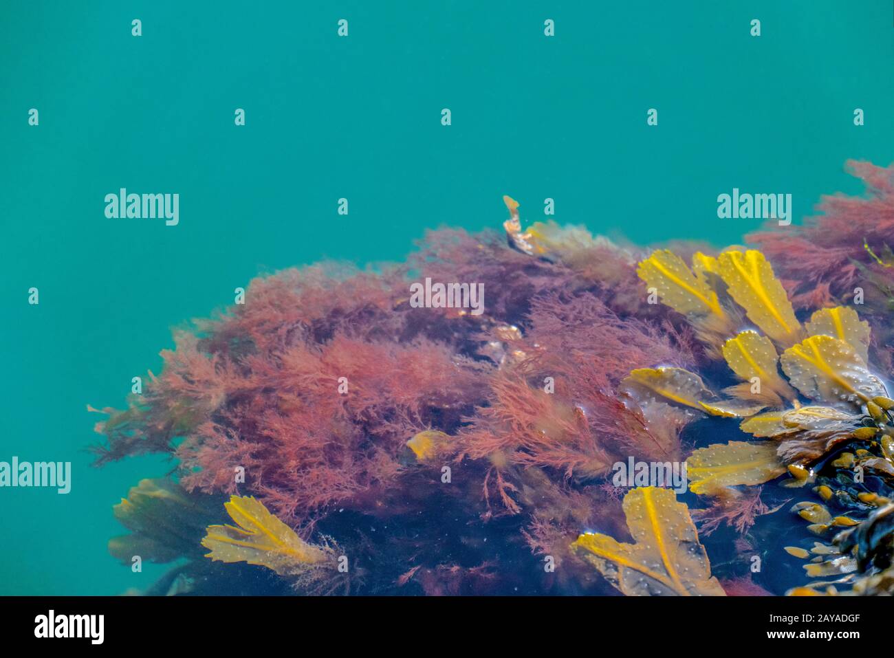 Algae bladder hi-res stock photography and images - Alamy