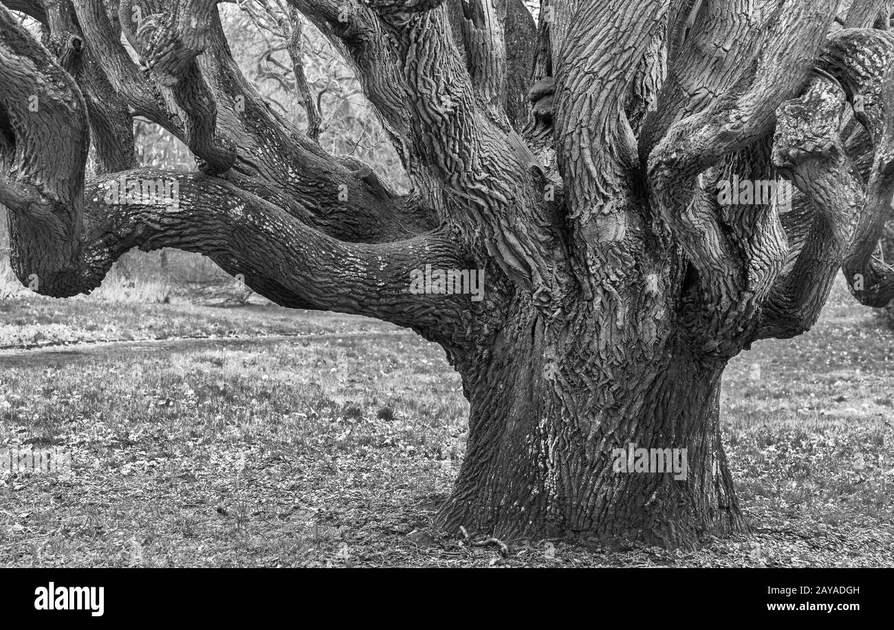 Oak tree in park Black and White Stock Photos & Images - Alamy