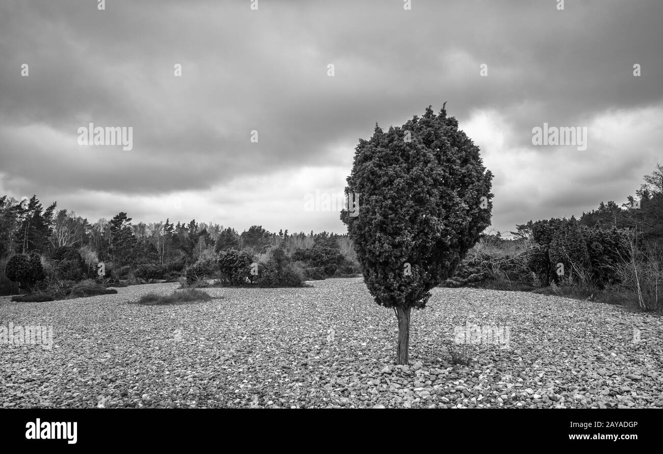 Flintstone fields near Neu Mukran (insular of Rügen Stock Photo - Alamy