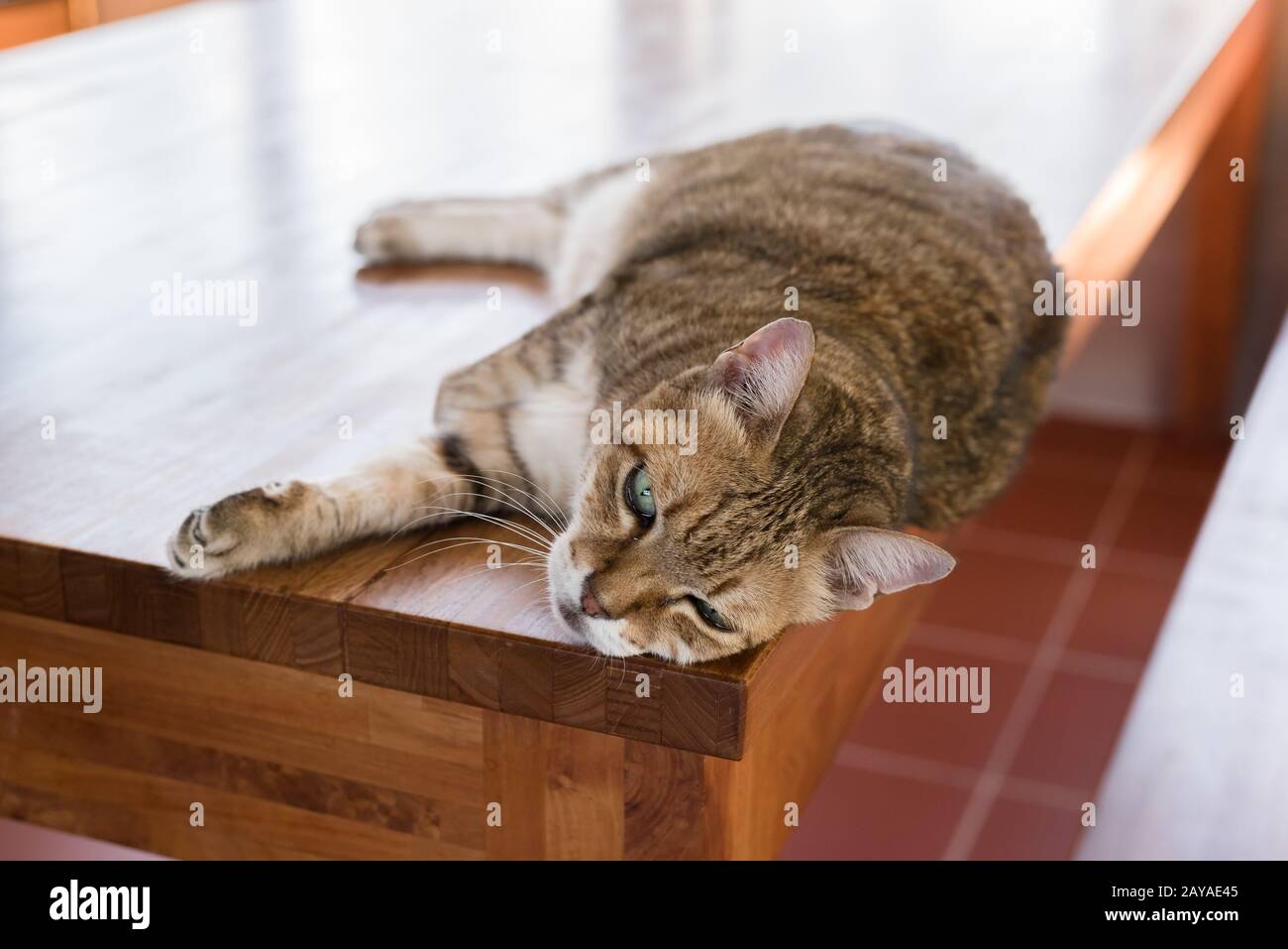 lazy cat sleeping Stock Photo - Alamy
