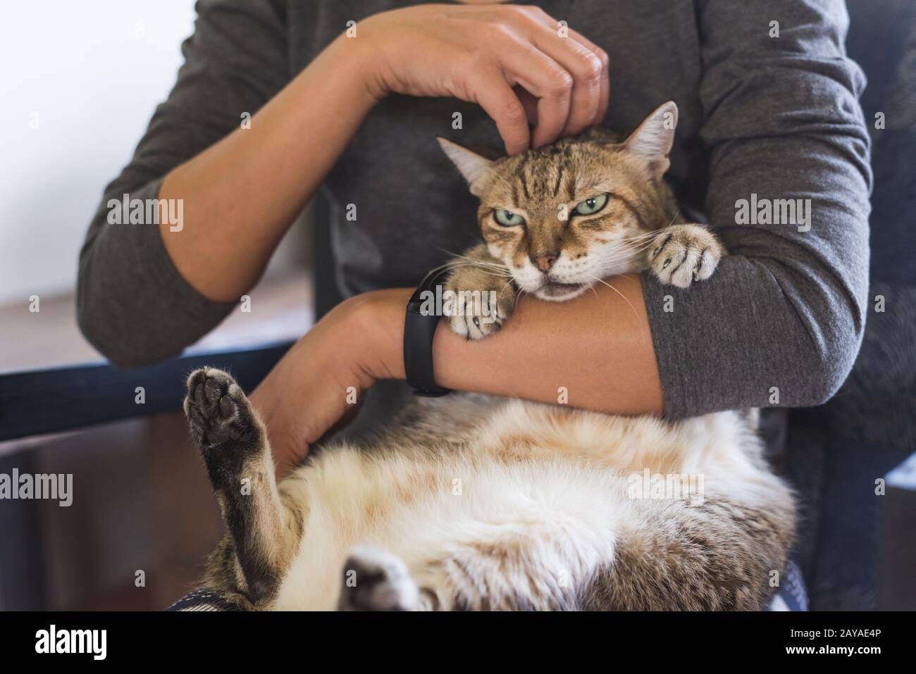 Fat Tabby Cat High Resolution Stock Photography and Images - Alamy