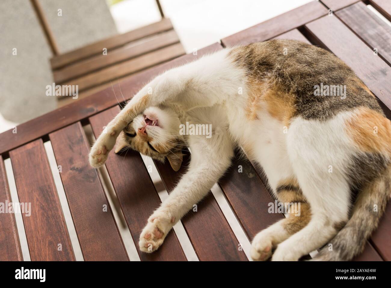 cute cat sleeping Stock Photo - Alamy
