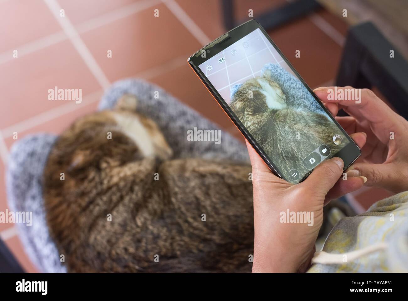 cat with cellphone Stock Photo - Alamy