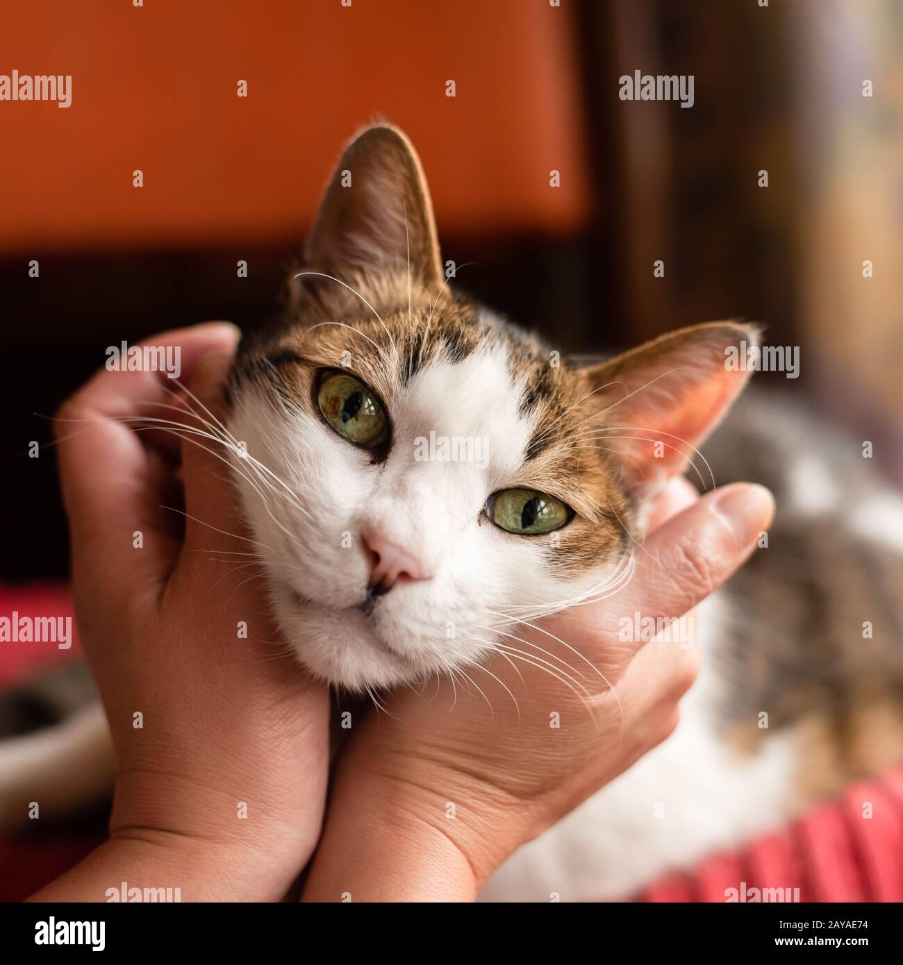 Touching a cat hi-res stock photography and images - Alamy