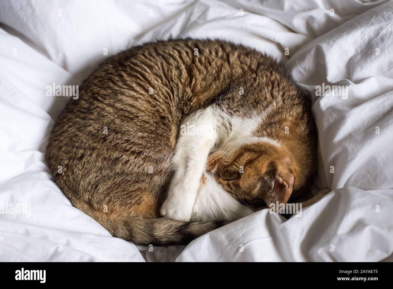 tabby fat cat Stock Photo - Alamy
