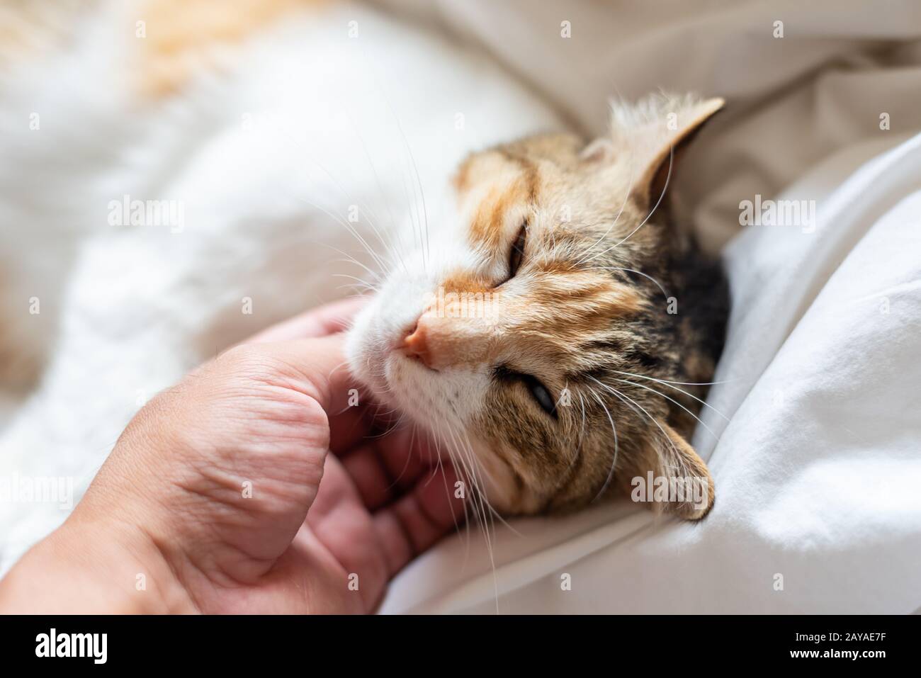touching little tortoiseshell cat Stock Photo - Alamy