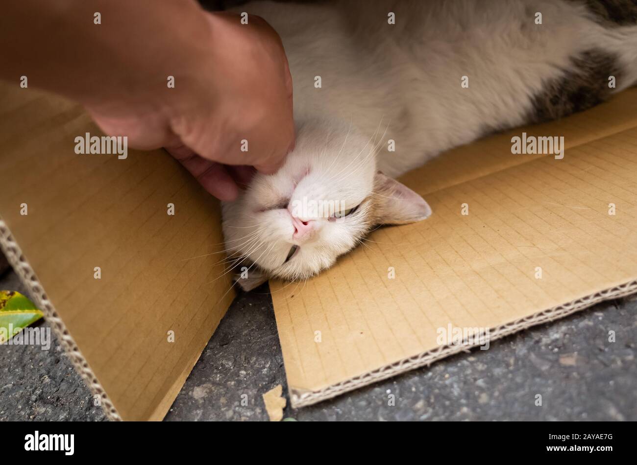 Stray fat cat hi-res stock photography and images - Alamy