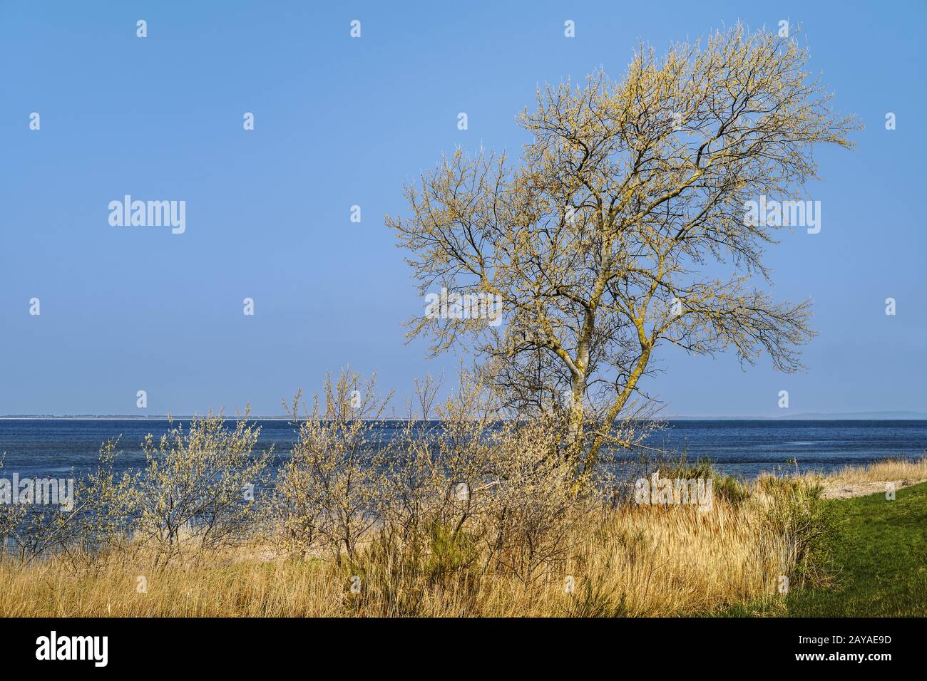 Tree at Schaproder Bodden Stock Photo - Alamy
