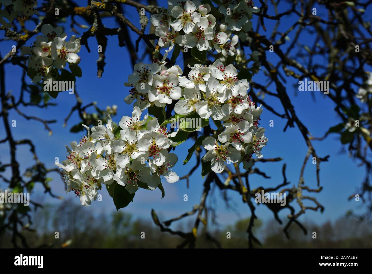 Pear blossom tree blooming hi-res stock photography and images - Alamy
