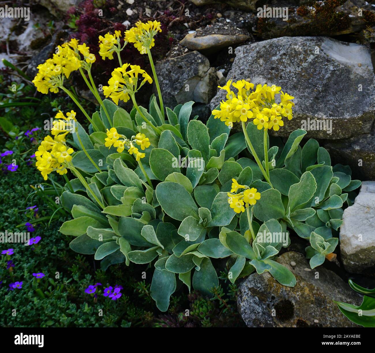 Bears ear plant hi-res stock photography and images - Alamy