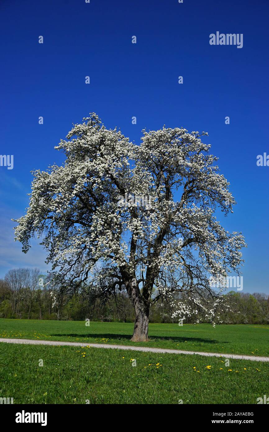 Pear blossom tree blooming hi-res stock photography and images - Alamy