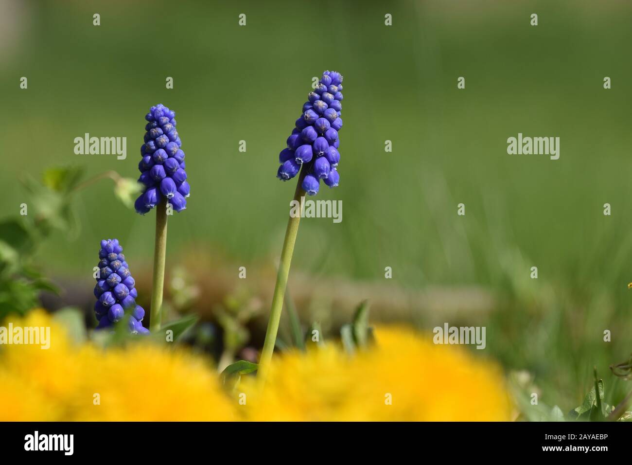grape hyacinth, compact grape hyacinth Stock Photo - Alamy
