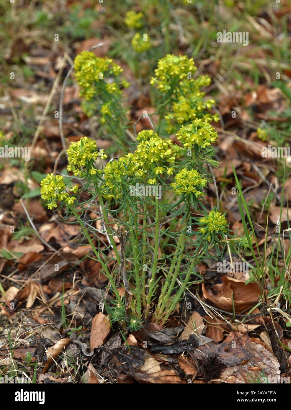 cypress spurge, graveyard moss, graveyard weed, Bonaparte's crown Stock ...
