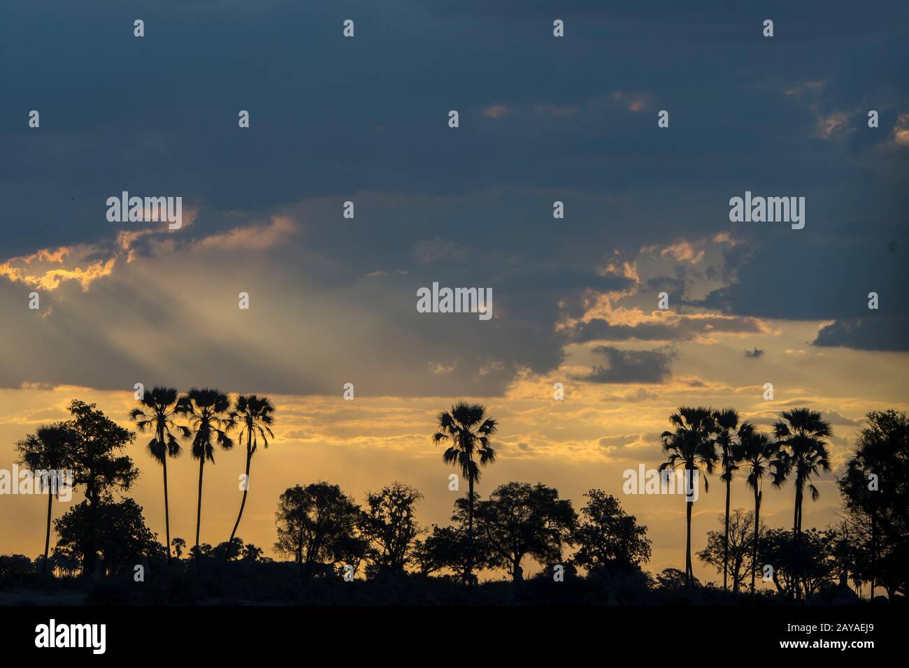 Silhouetted trees at sunset in the Jao Concession, Okavango Delta in ...