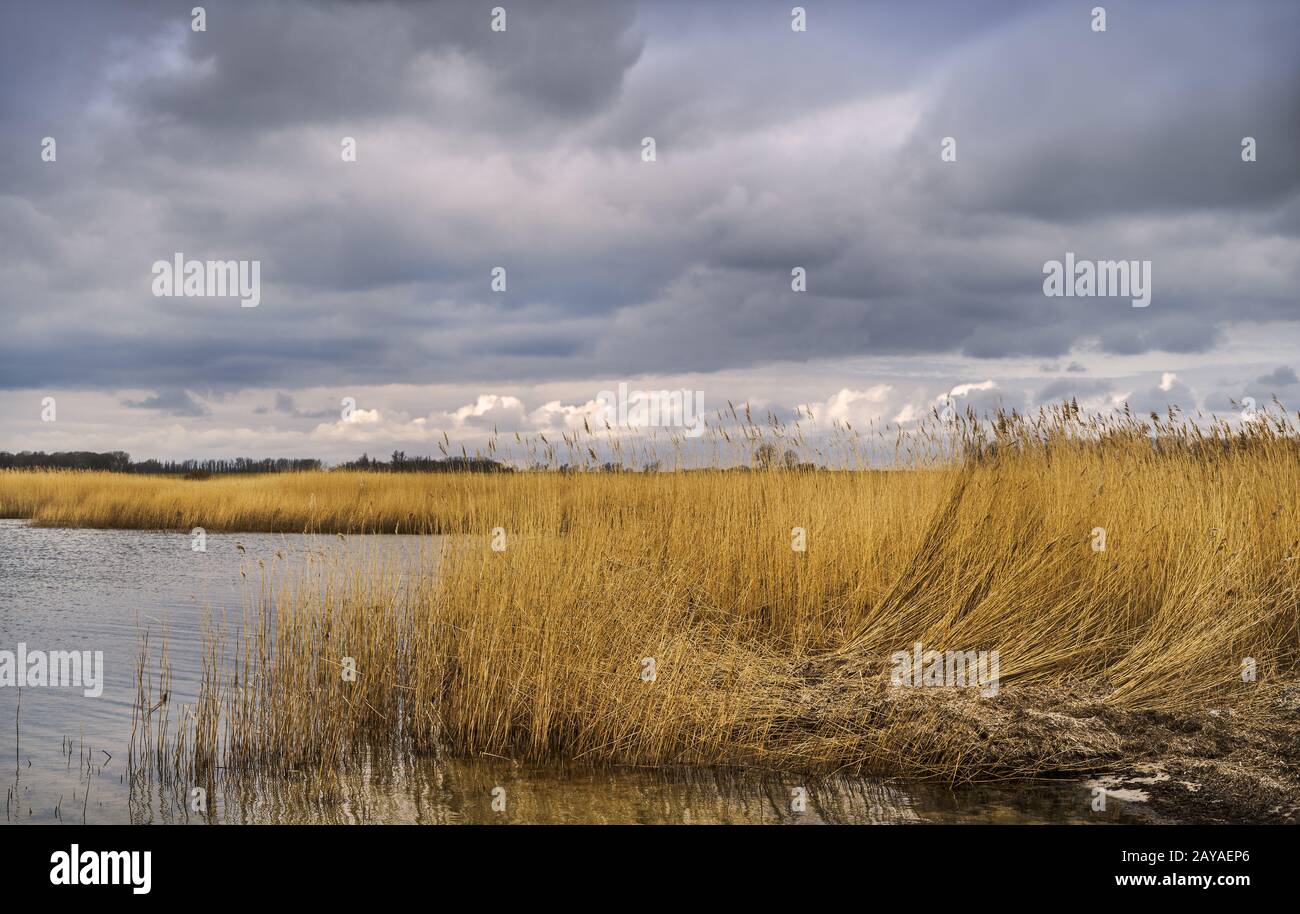 Reed landscape at Vieregge Stock Photo - Alamy