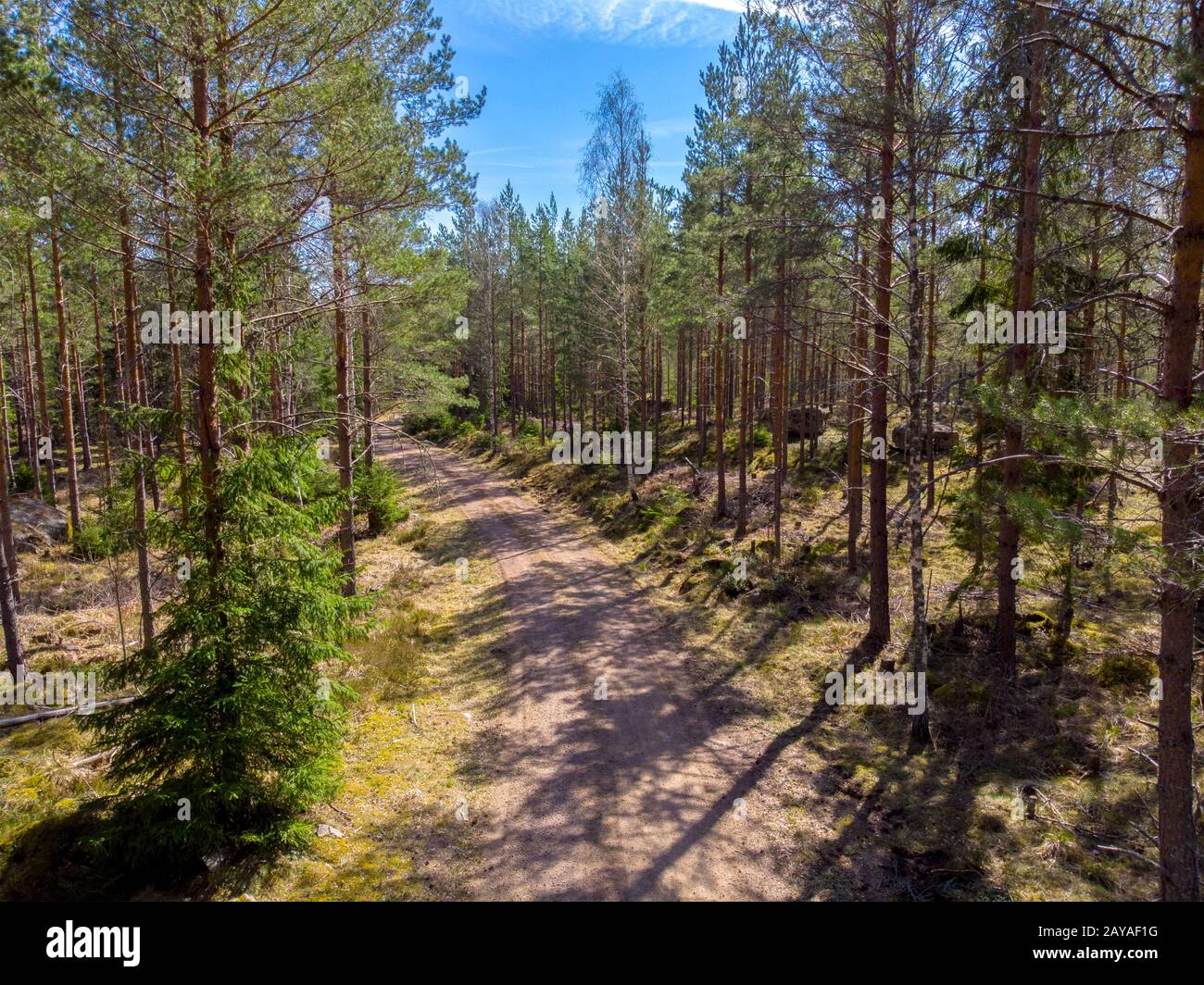 Small forest road in the Swedish forest Stock Photo - Alamy