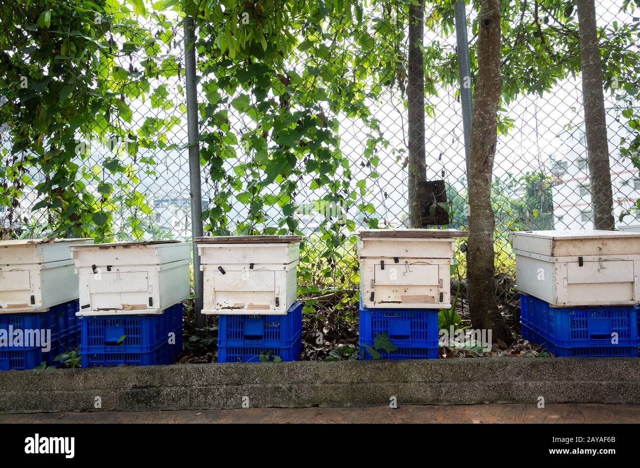 flying busy bees with white box Stock Photo - Alamy