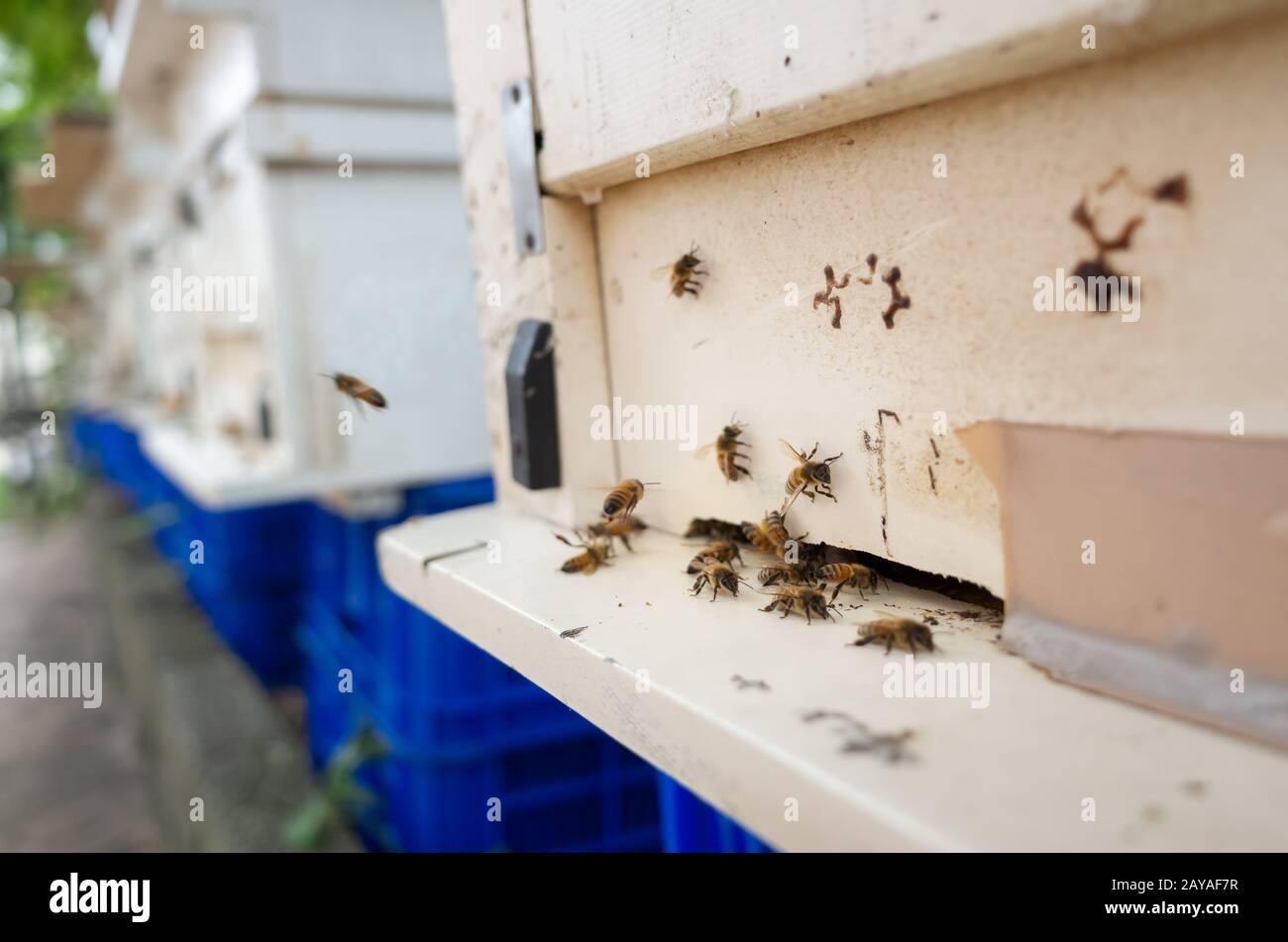 flying busy bees with white box Stock Photo - Alamy
