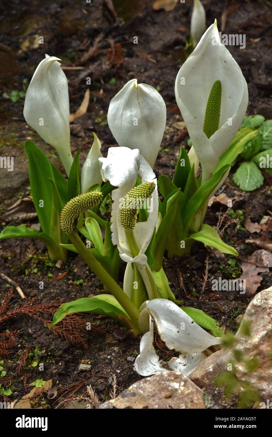 Asian skunk cabbage, white skunk cabbage Stock Photo - Alamy