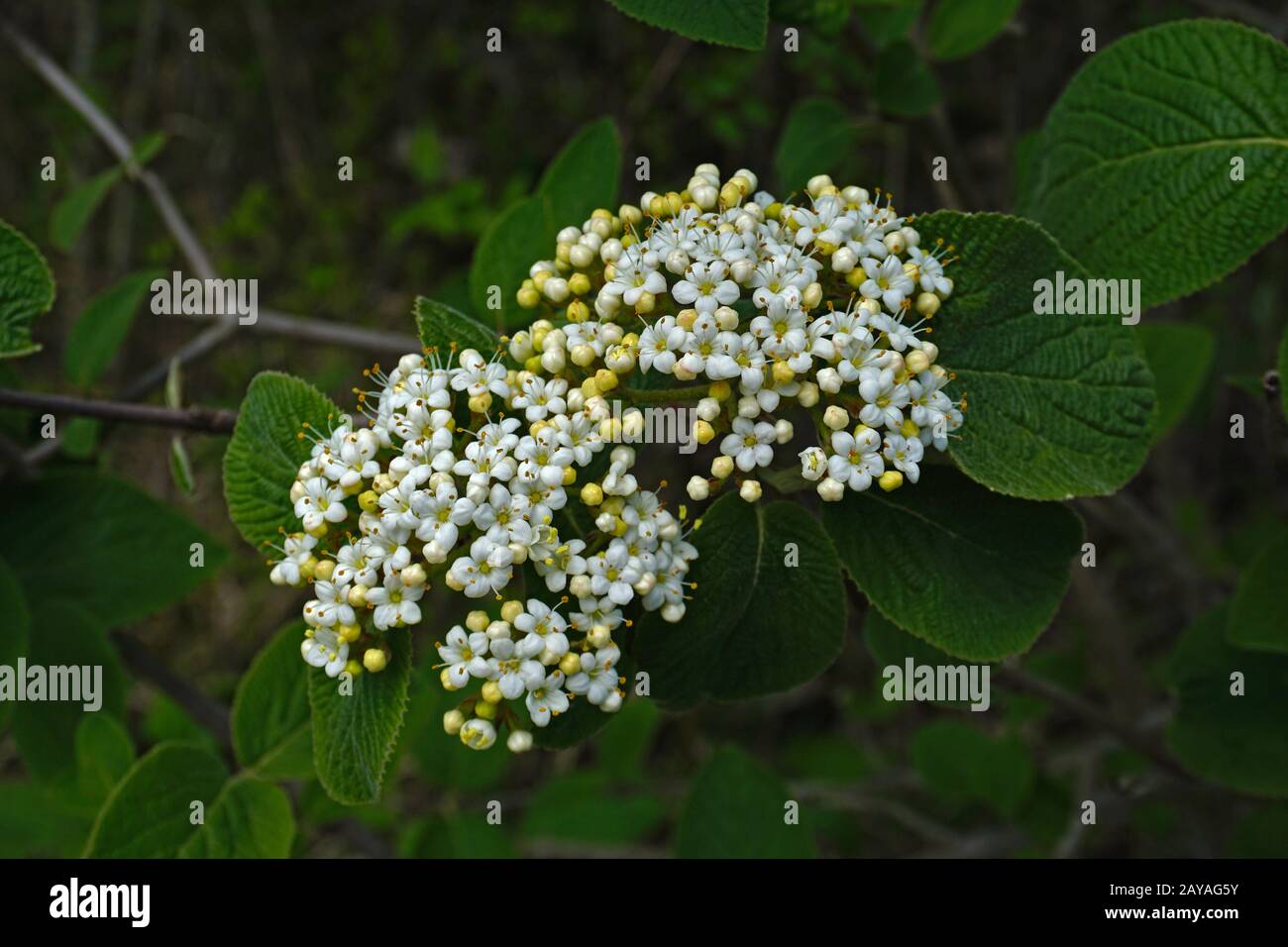 Wayfaring hi-res stock photography and images - Alamy