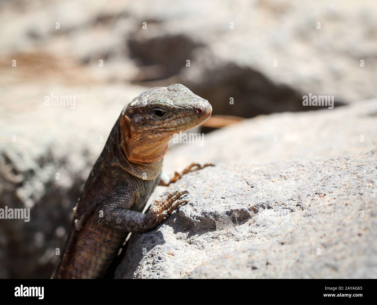 the Gran Canary Giant Lizard, Canary Lizard, Gekko Stock Photo - Alamy