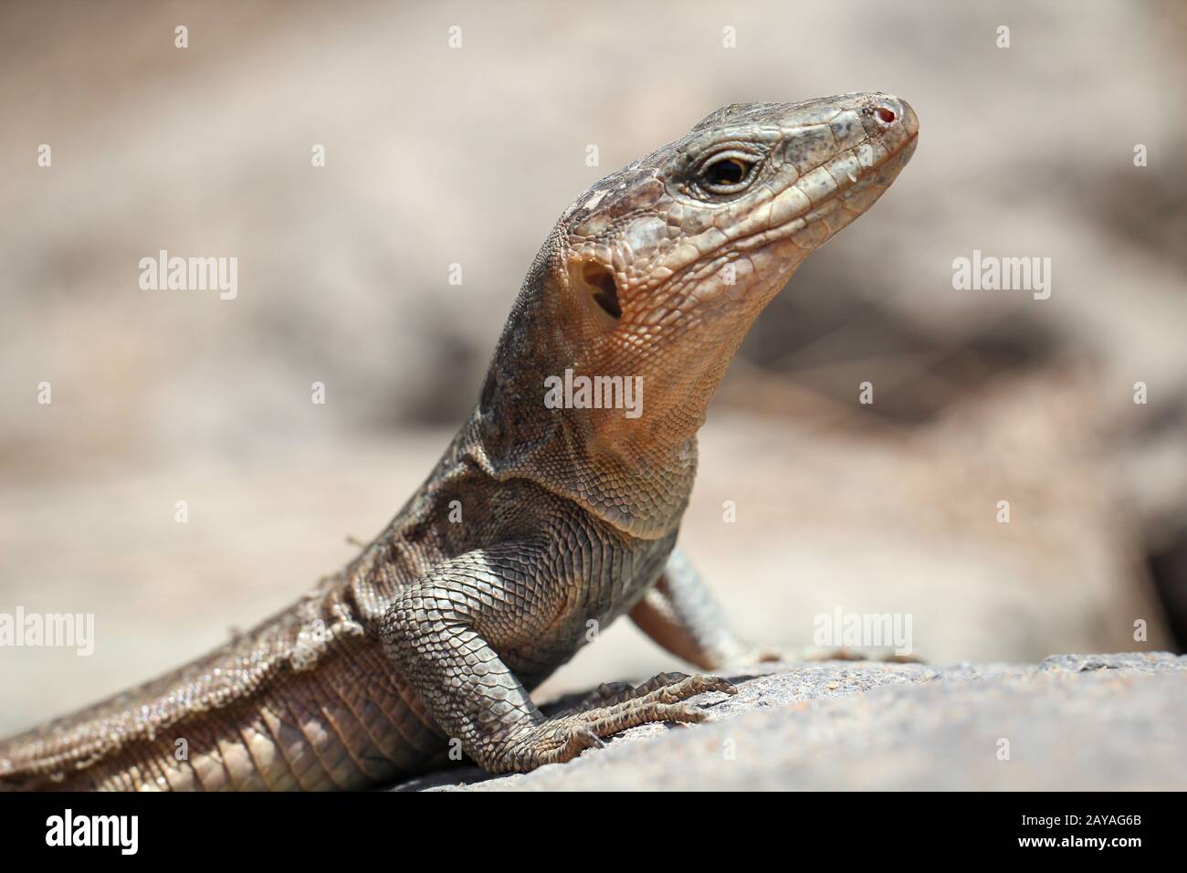 the Gran Canary Giant Lizard, Canary Lizard, Gekko Stock Photo - Alamy