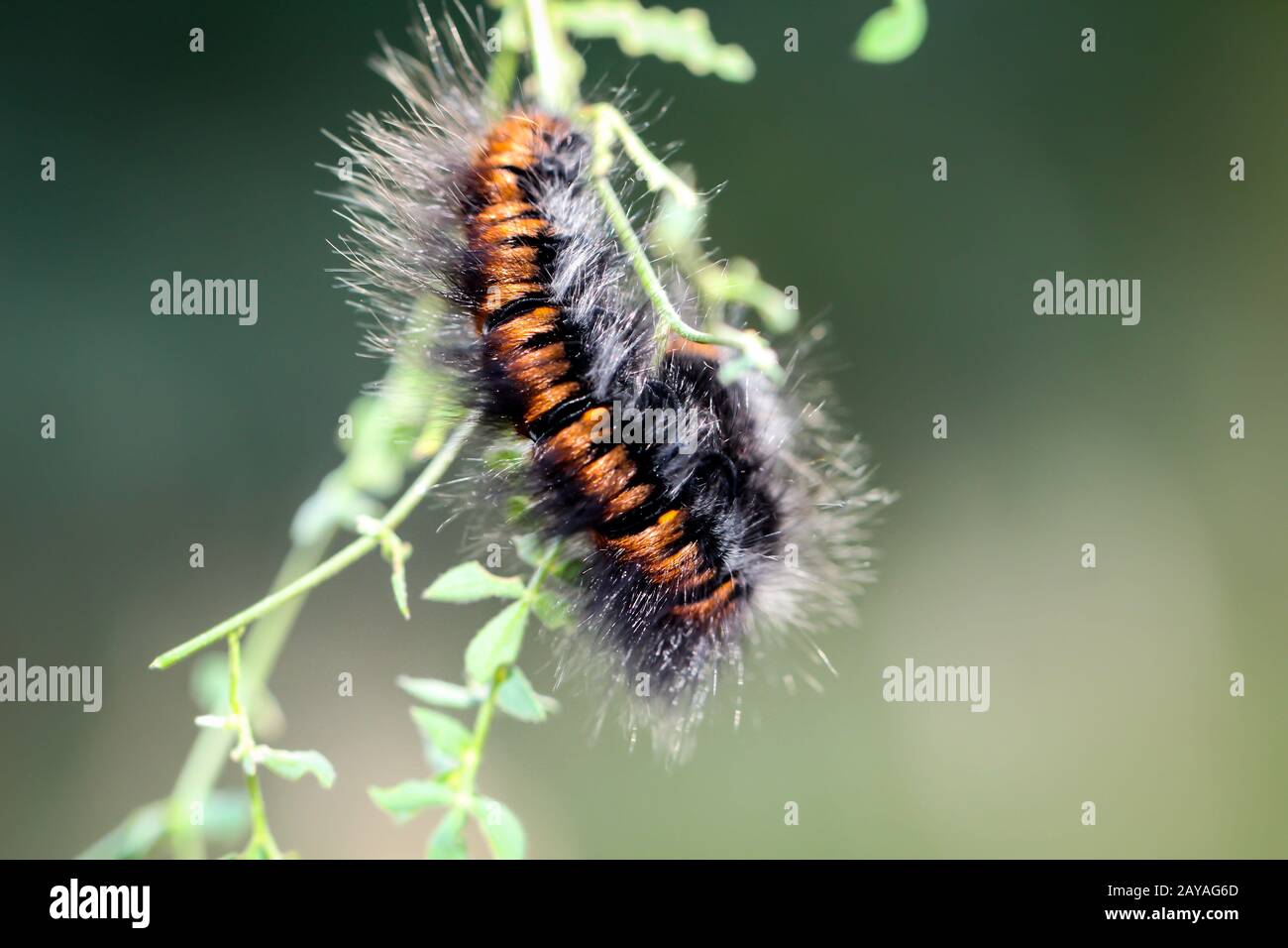 caterpillar of the blackberry moth Stock Photo - Alamy