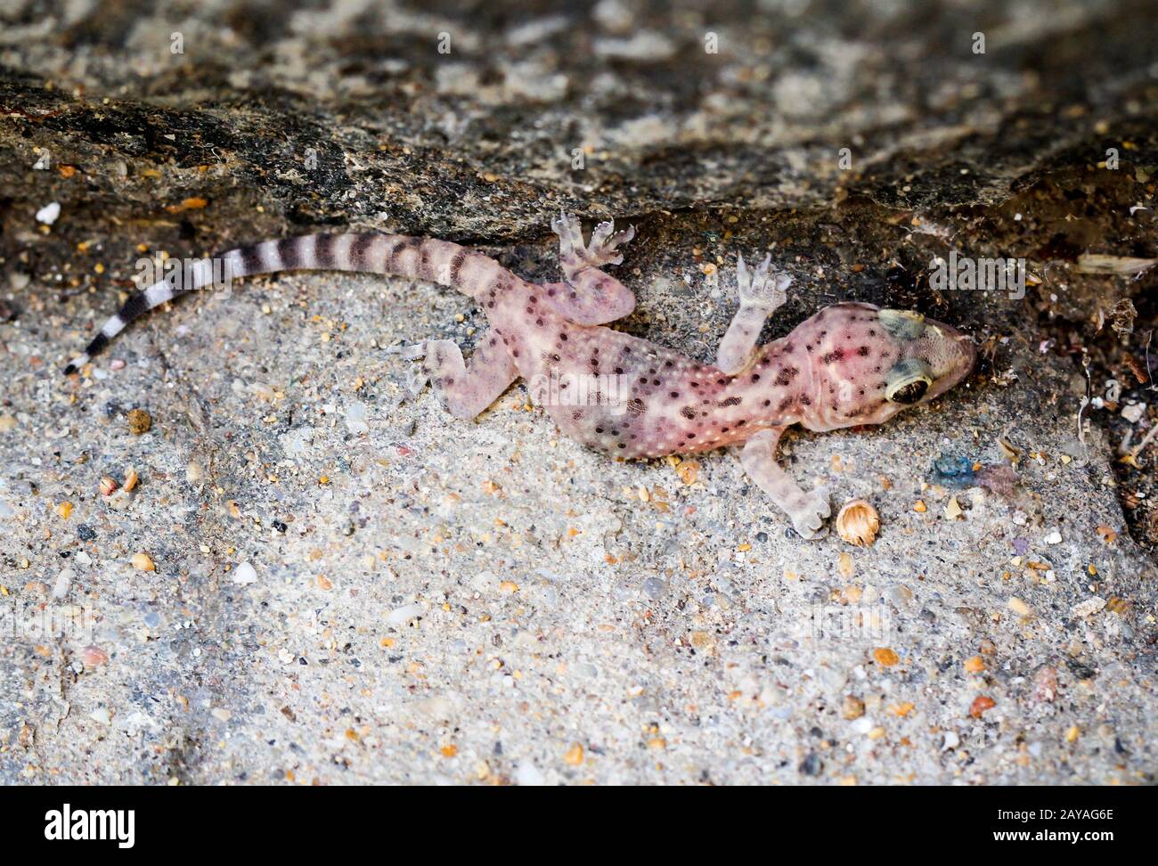 the Gran Canary Giant Lizard, Canary Lizard, Gekko Stock Photo - Alamy