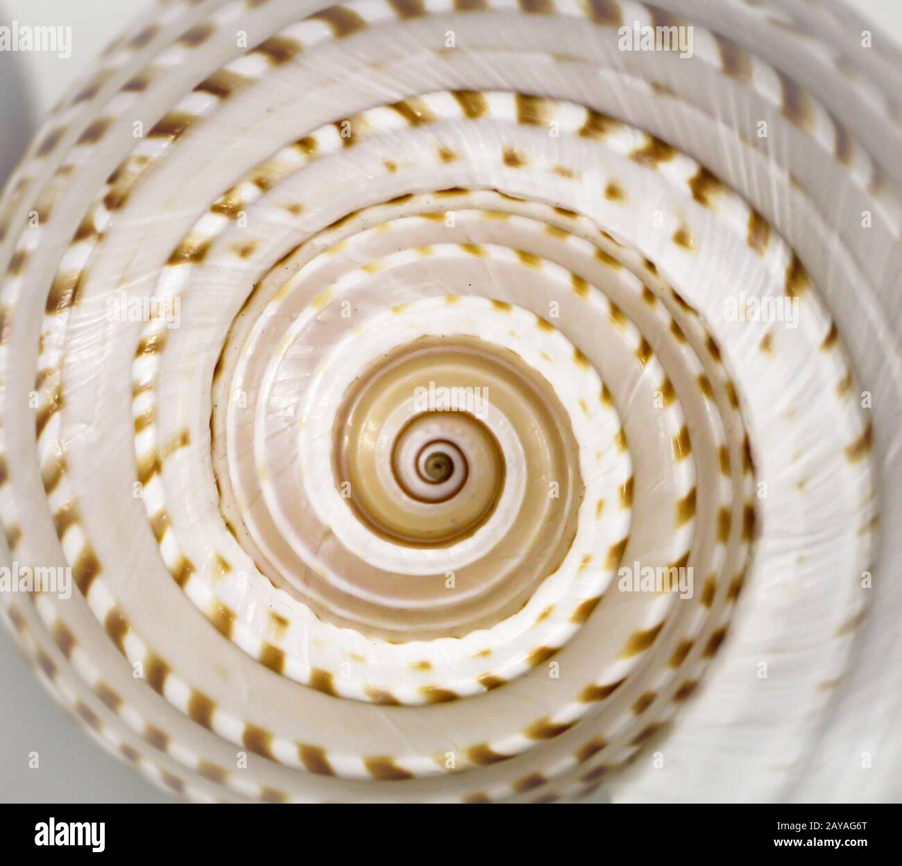 Big shell hi-res stock photography and images - Alamy